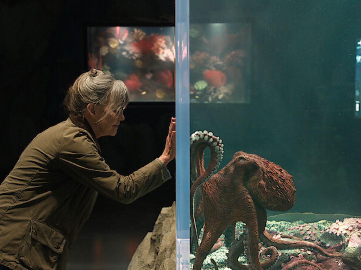 What to know about ‘Remarkably Bright Creatures’